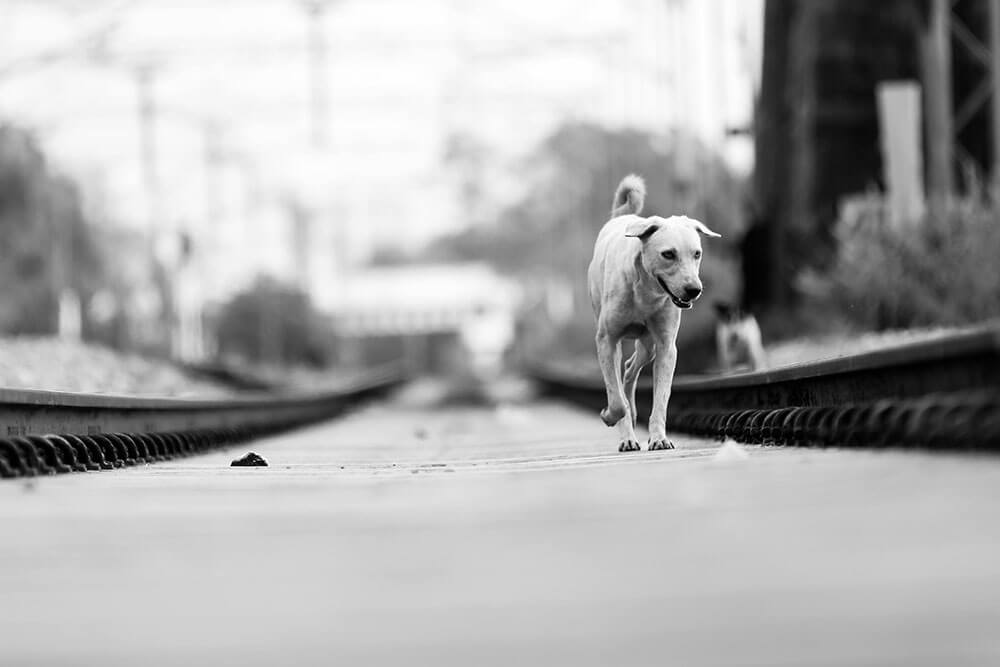 How to Find a Lost Dog – Lepeto