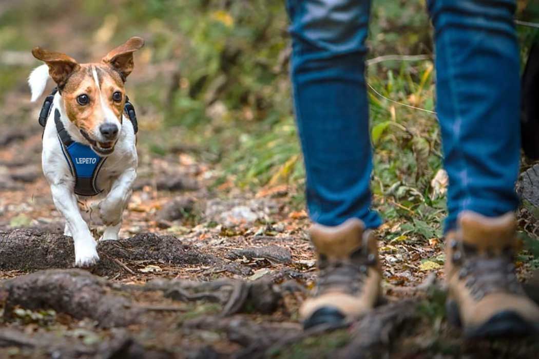 Walking Your Dog Without A Leash – Lepeto