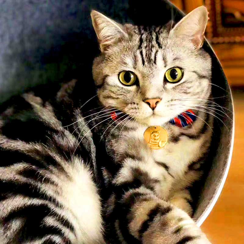 3D Custom Cat ID Tags | Lepeto